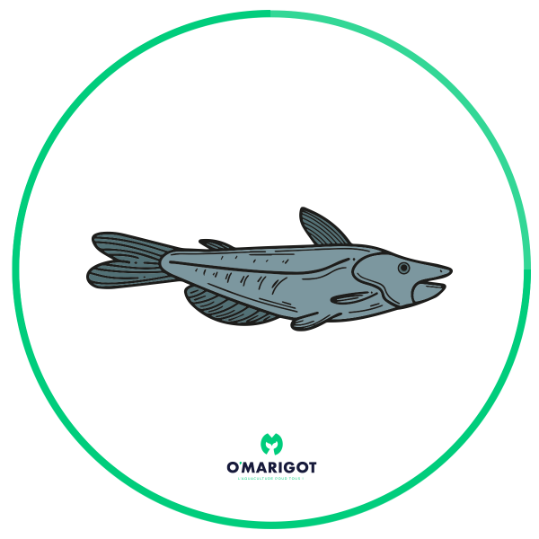 O'Marigot - L'Aquaculture pour tous - O'Marigot